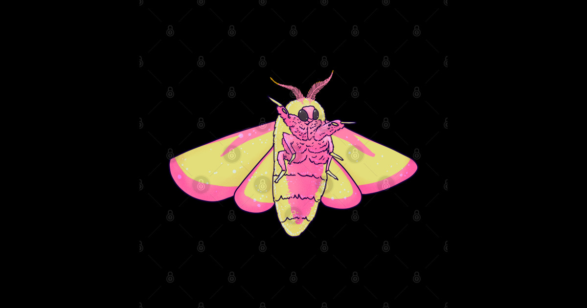 Rosy maple moth - Moth - Sticker | TeePublic
