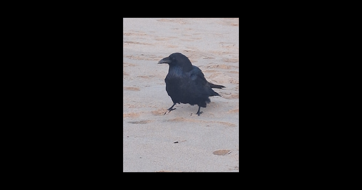 Raven on the Beach - Raven - Sticker | TeePublic