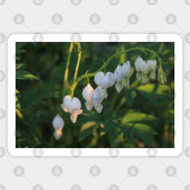 bleeding heart - Bleeding Heart - Sticker | TeePublic