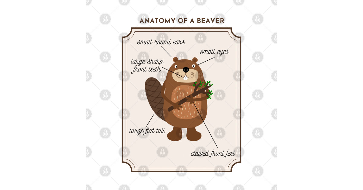 Anatomy of a Beaver - Beaver - T-Shirt | TeePublic