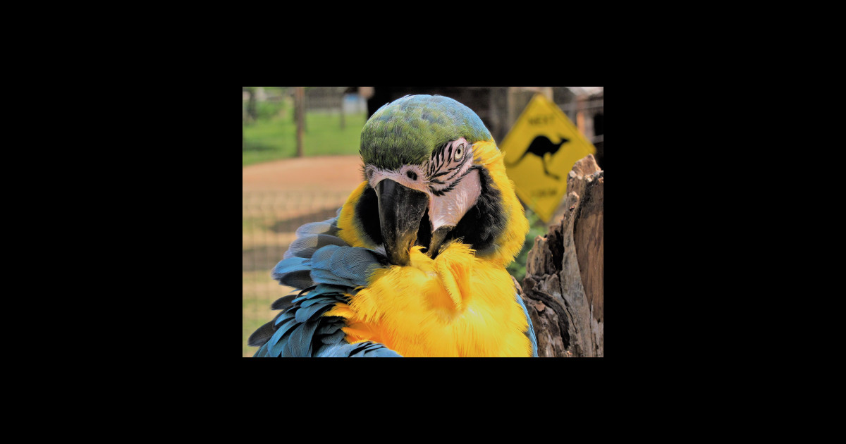 Beautiful Ara Parrot Photo - Ara - Posters and Art Prints | TeePublic