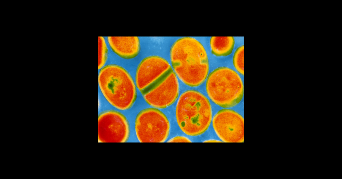Staphylococcus aureus bacteria (B234/0030) - Bacteria - Posters and Art ...