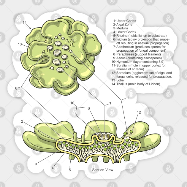 Lichen Structure Diagram - Lichen - Sticker | TeePublic