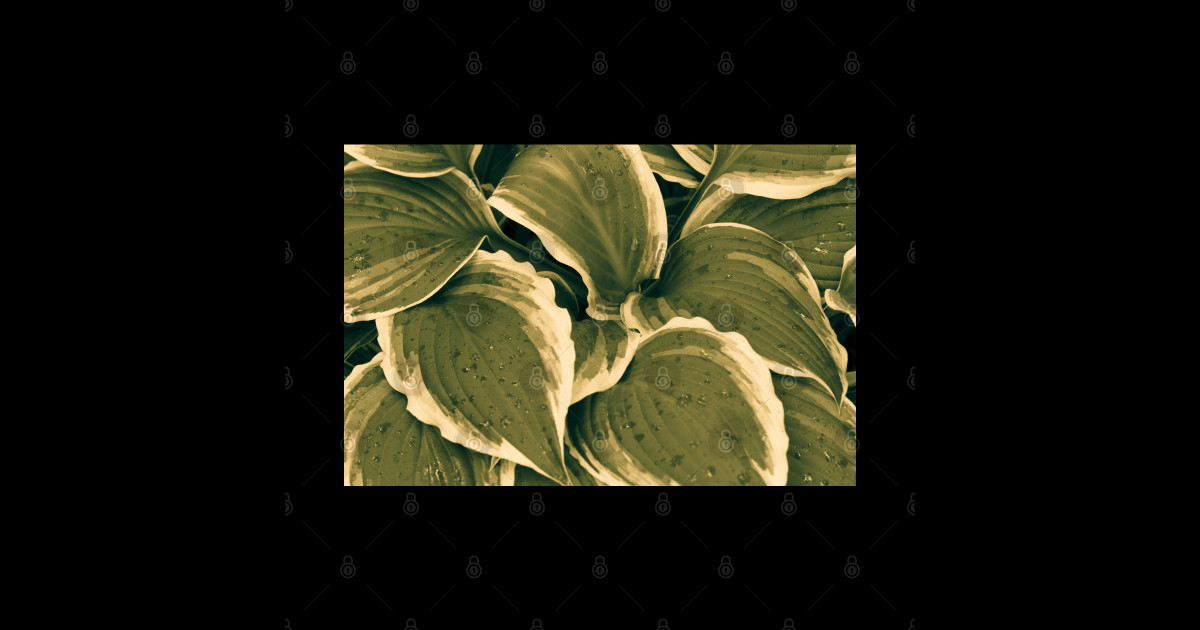 Hosta Leaves In The Rain 5 - Still Life - Sticker | TeePublic