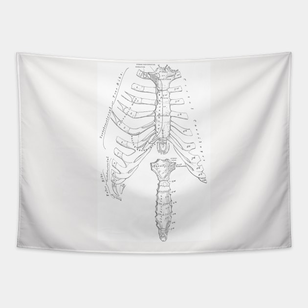 Antique Anatomy Papers Neck Gator Rib Cage Anatomy - Nurse - Tapestry ...