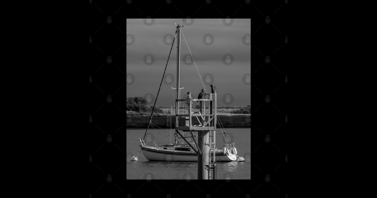 Cormorant On Watch - Monochrome - Sticker | TeePublic
