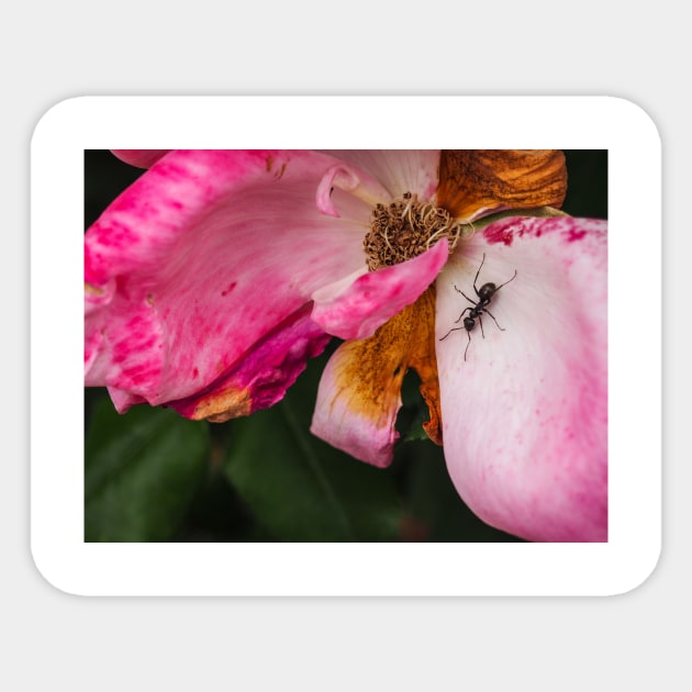 The Little Princess - Rose - Sticker | TeePublic