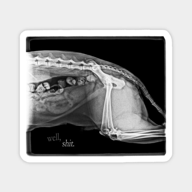 constipated cat xray