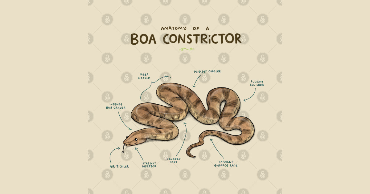 Anatomy of a Boa Constrictor - Boa Constrictor - T-Shirt | TeePublic
