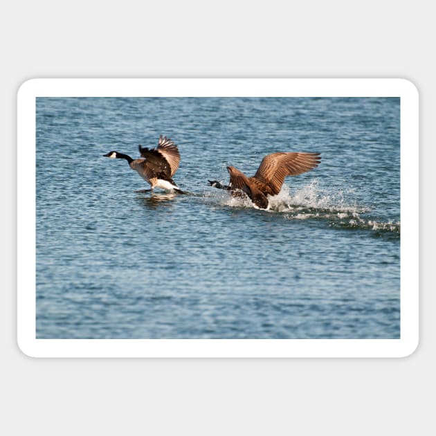 Fight and Flight - Gray - Sticker | TeePublic