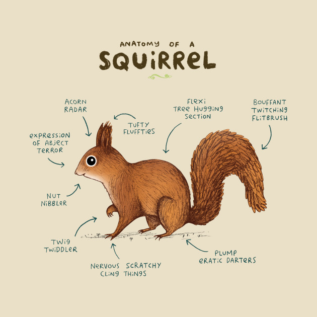 Anatomy of a Squirrel - Anatomy - T-Shirt | TeePublic