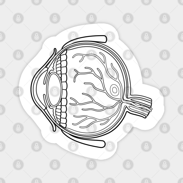 Line Drawing of Human Eye Anatomy - Human Eye - Magnet | TeePublic