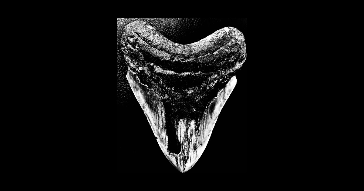 The Drippy Tooth - Shark - Posters and Art Prints | TeePublic