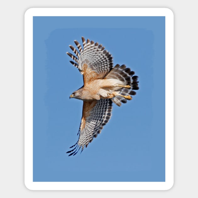 Red-Shouldered Hawk - Hawk - Sticker | TeePublic