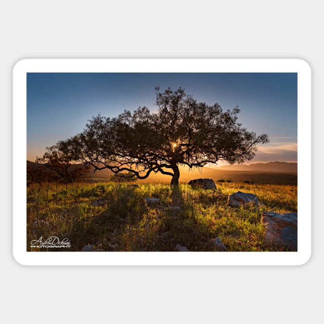 Burning Bush - Sunrise - Sticker | TeePublic