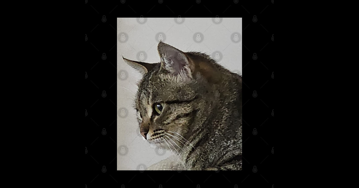 CUTE FUNNY CAT, FUNNY CATS, REAL CAT - Catshirt - Sticker | TeePublic