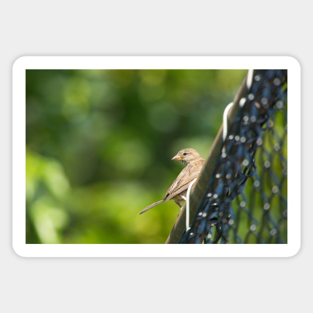 Whatcha Looking At? - Whatcha Looking At - Sticker | TeePublic