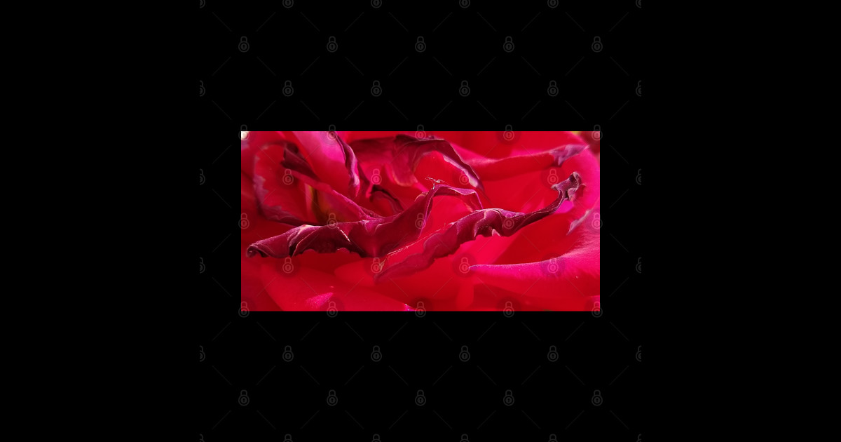 Macro Dying Red Rose - Dead Rose - Sticker | TeePublic