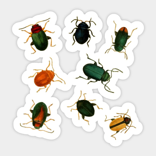 Vintage Beetle Bugs - 8 Beetles - Beetles - Sticker | TeePublic