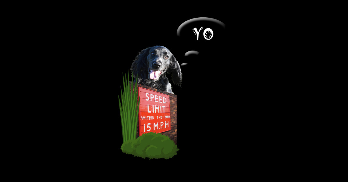 Funny black working cocker spaniel dog zoomies - Cocker Spaniels ...