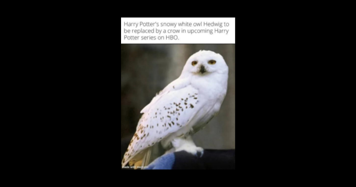 Hedwig the Crow - HBO Harry Potter Meme - Meme - Sticker | TeePublic
