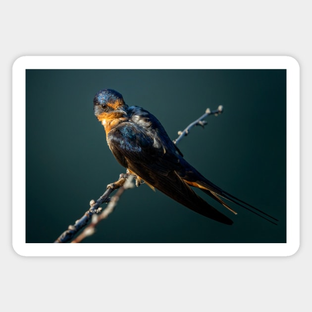 Barn Swallow Looking Over It's Shoulder - Bird - Sticker | TeePublic
