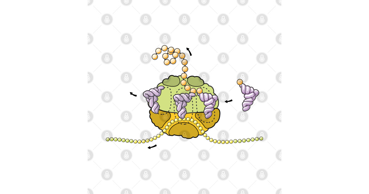 Ribosome Cross Section Illustration - Protein Synthesis - T-Shirt ...