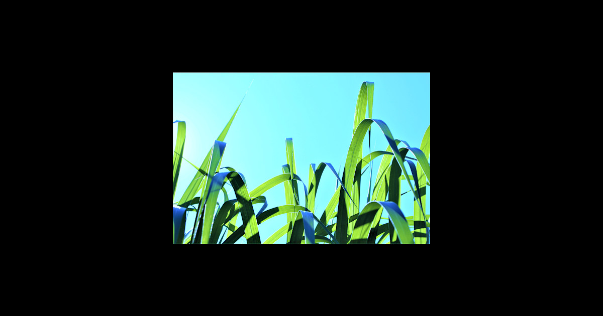 Grasses In The Light - Blue - Grass - Sticker | TeePublic