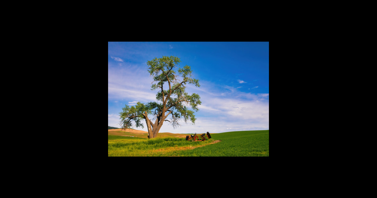 Lone Tree in the Palouse - Agricultural - Sticker | TeePublic
