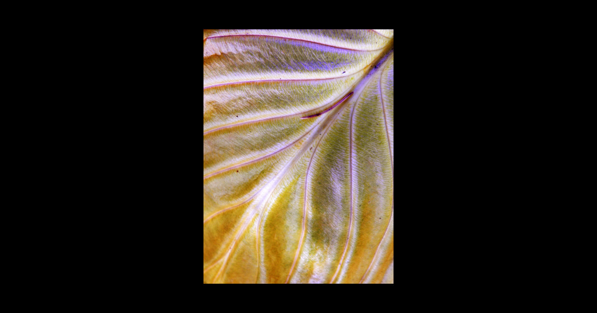 Hosta leaf ~ end of season - Hosta - Sticker | TeePublic