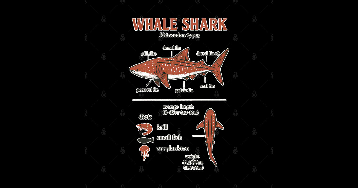 whale shark anatomy - Whale Shark Anatomy - Sticker | TeePublic