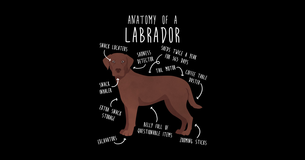 Chocolate Labrador Retriever Dog Anatomy - Labrador - Posters and Art ...