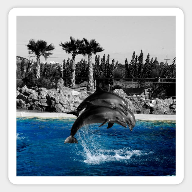 dolphins - Netrino - Sticker | TeePublic