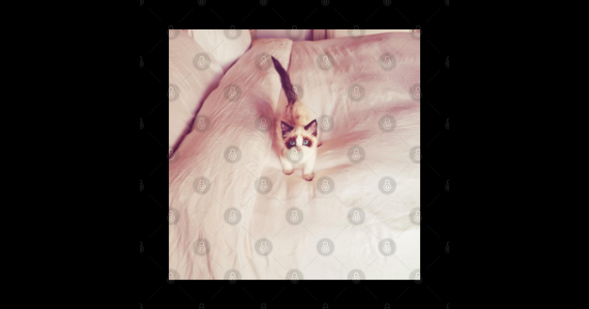 Benjamin Button Cat - Benjamin Button - T-Shirt | TeePublic