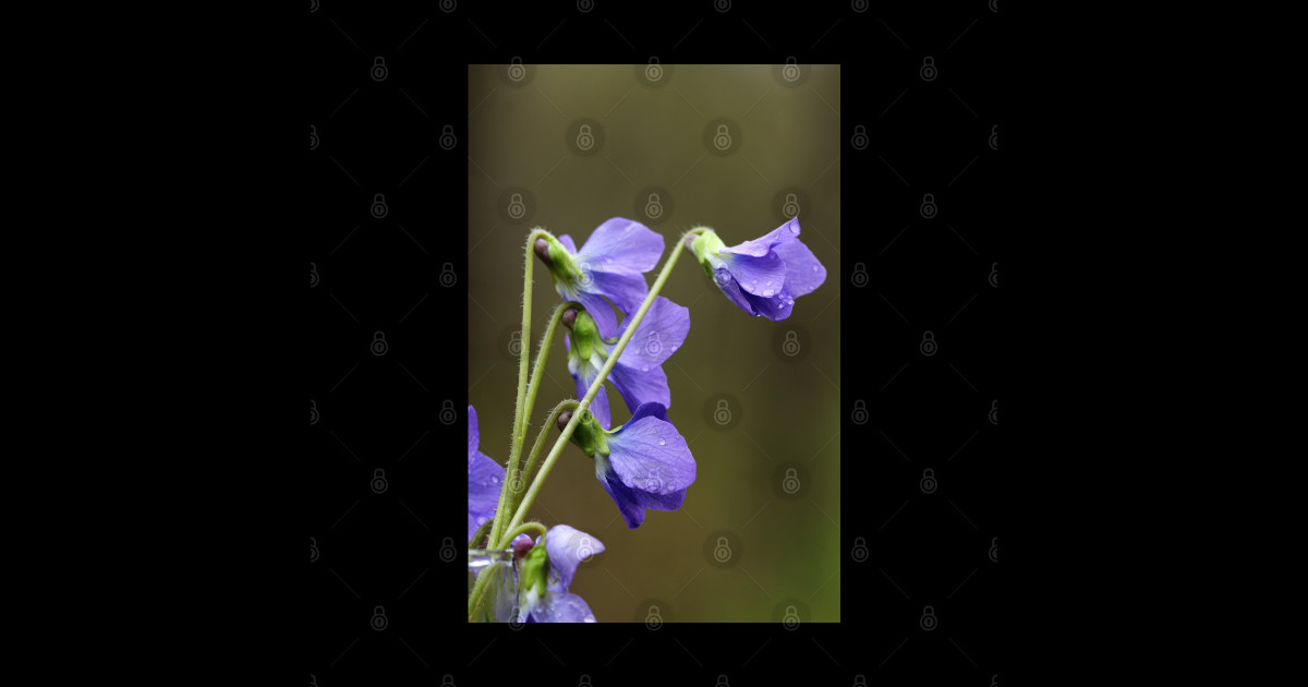 Blue flowers - Viola - Posters and Art Prints | TeePublic