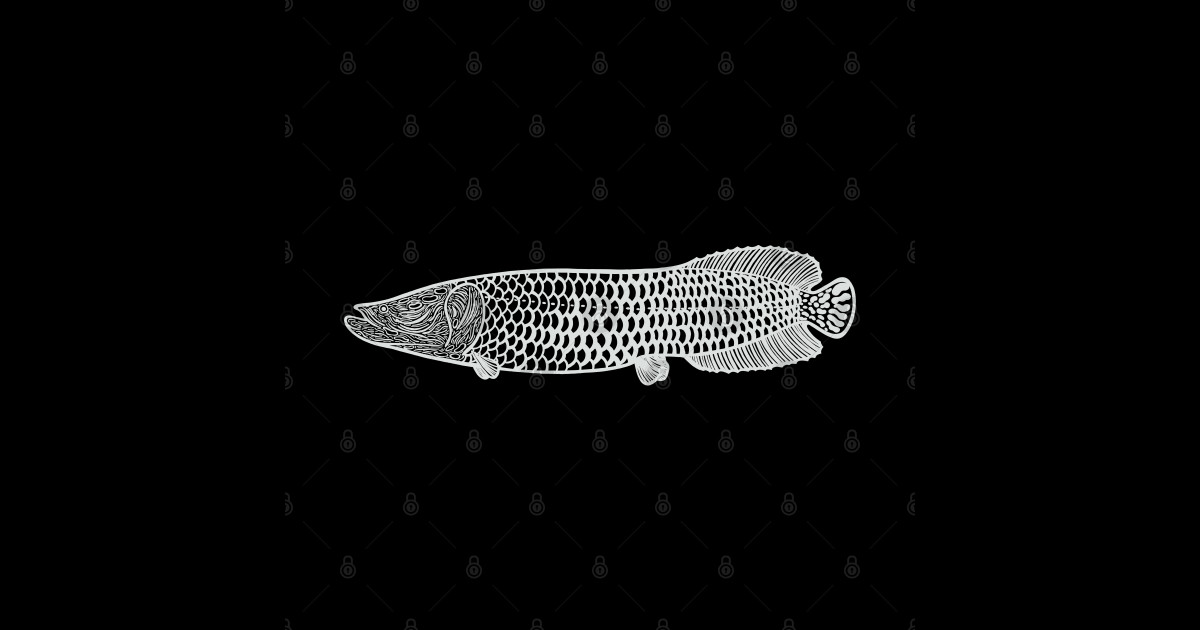 Arapaima Huge Fish Ink Art - dark colors - Arapaima - Posters and Art ...
