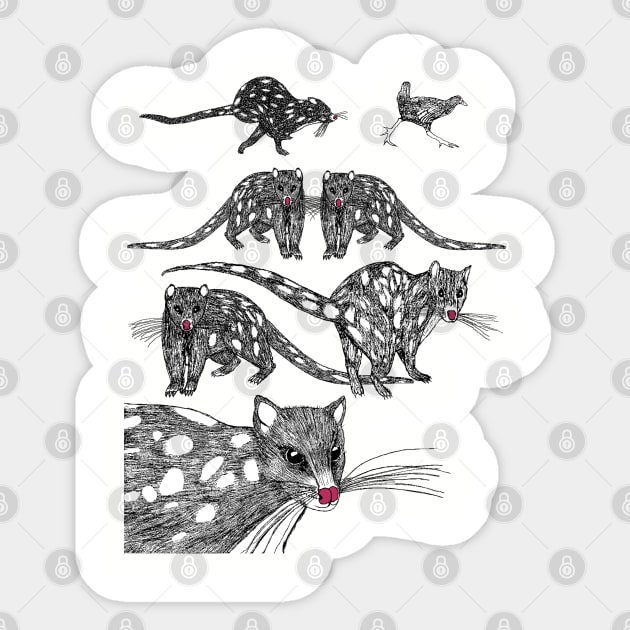 Tasmanian Spotted-tailed Quolls at play. - Art - Sticker | TeePublic