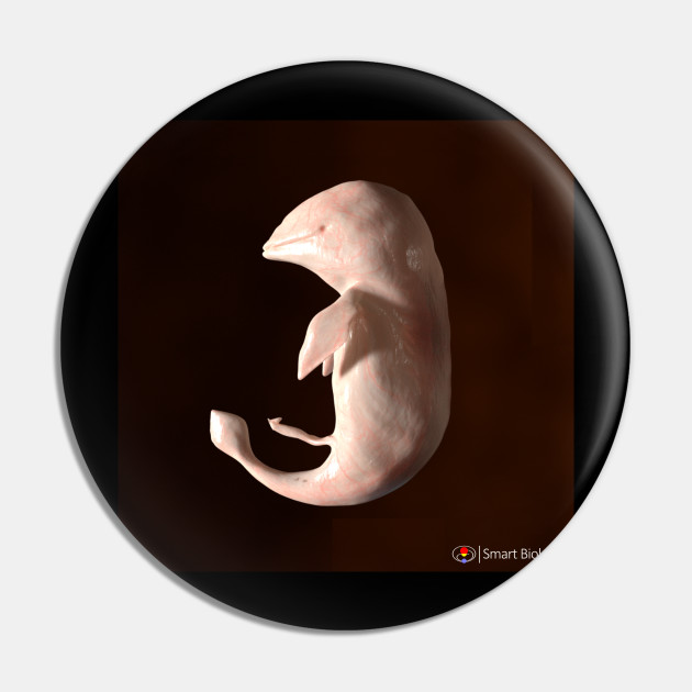 Dolphin Embryo
