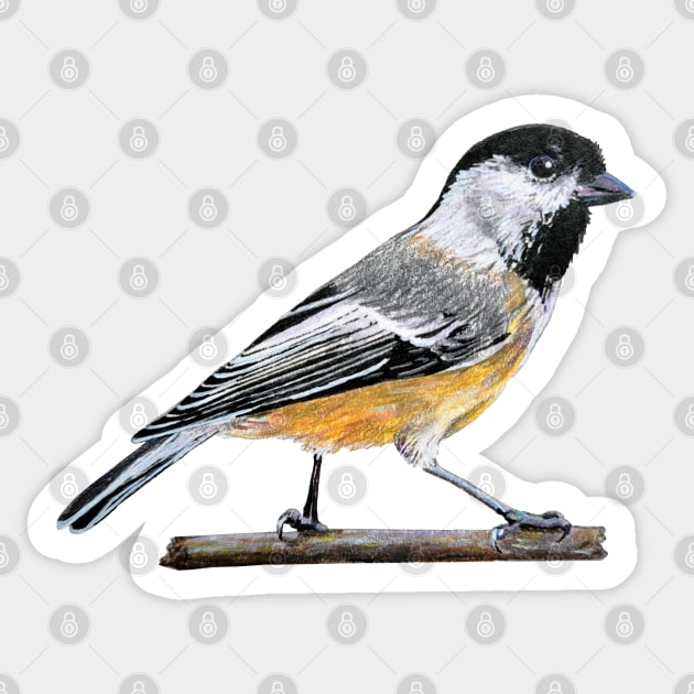 Chickadee drawing 3 (no background) - Chickadee - Sticker | TeePublic