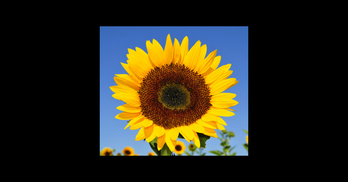 A Flower of Sun - Sun Flower - Sticker | TeePublic
