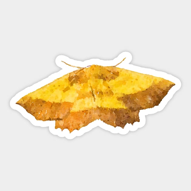 Saw-Wing Moth - Saw Wing Moth - Sticker | TeePublic