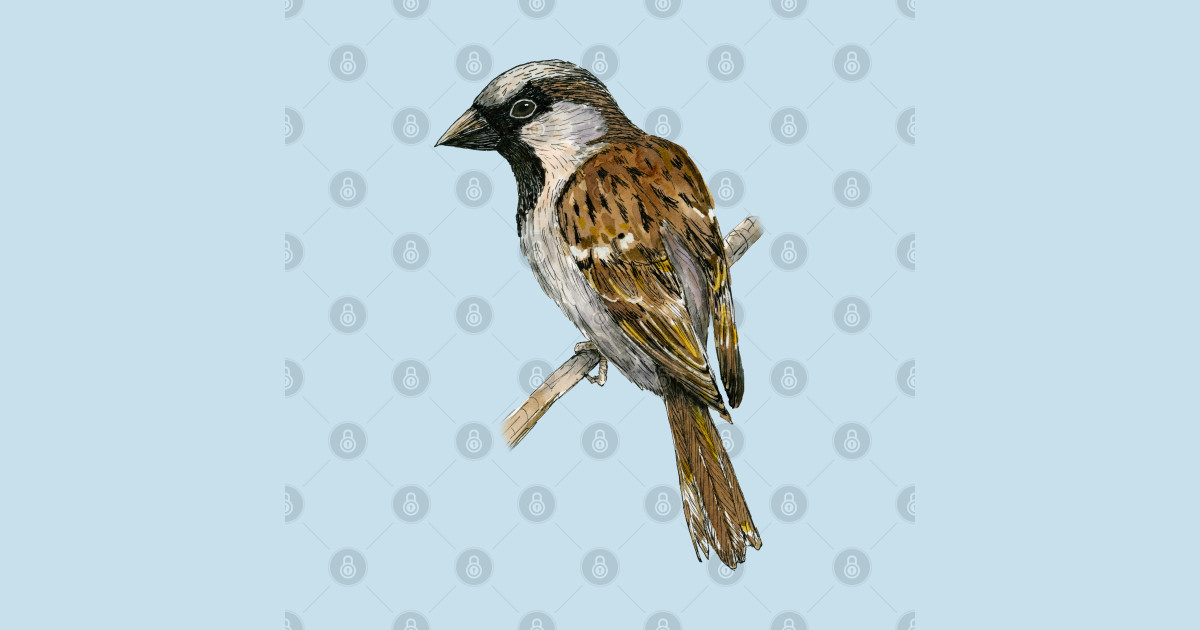 House sparrow colored ink drawing - Sparrow - T-Shirt | TeePublic