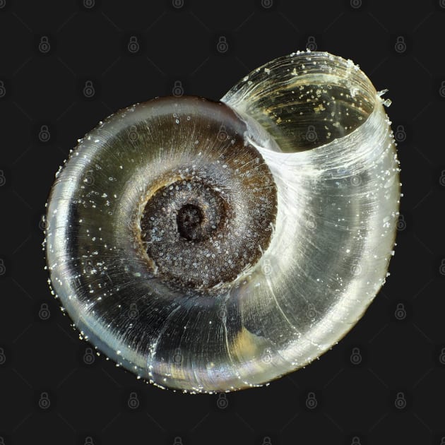 Tiny fungivore snail shell under the microscope - Microscopic Image - T ...