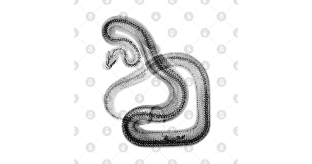 Snake X-Ray - Snake Lover - T-Shirt | TeePublic