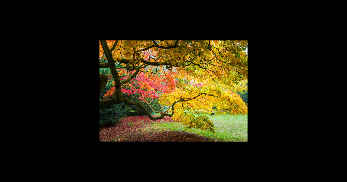 Japanese Maples (Acer Palmatum) in Autumn Colours - Acer - Posters and ...