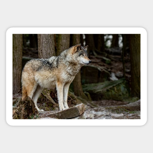 Eastern Gray Wolf - Timber Wolf - Sticker | TeePublic
