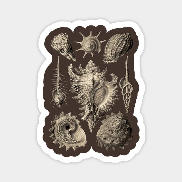 Ernst Haeckel Prosobranchia Sea Shells - Sea Shells - Magnet | TeePublic