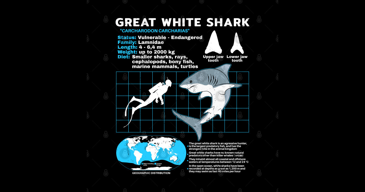 Great White Shark Fact Sheet - Great White Shark Fact Sheet - Posters ...