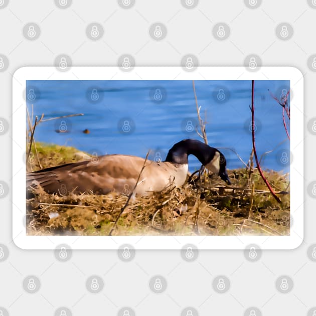 Nesting. - Geese - Sticker | TeePublic