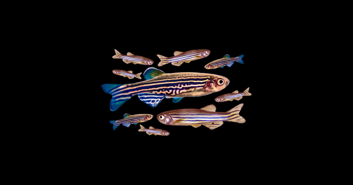 Zebrafish Danio Model Organism Genetics Biology Pattern - Zebrafish - Sticker | TeePublic